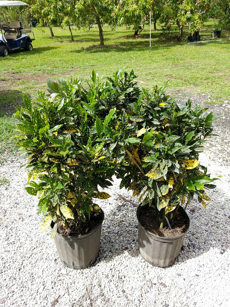 Codiaeum variegatum 'Gold Dust', Croton | PlantVine