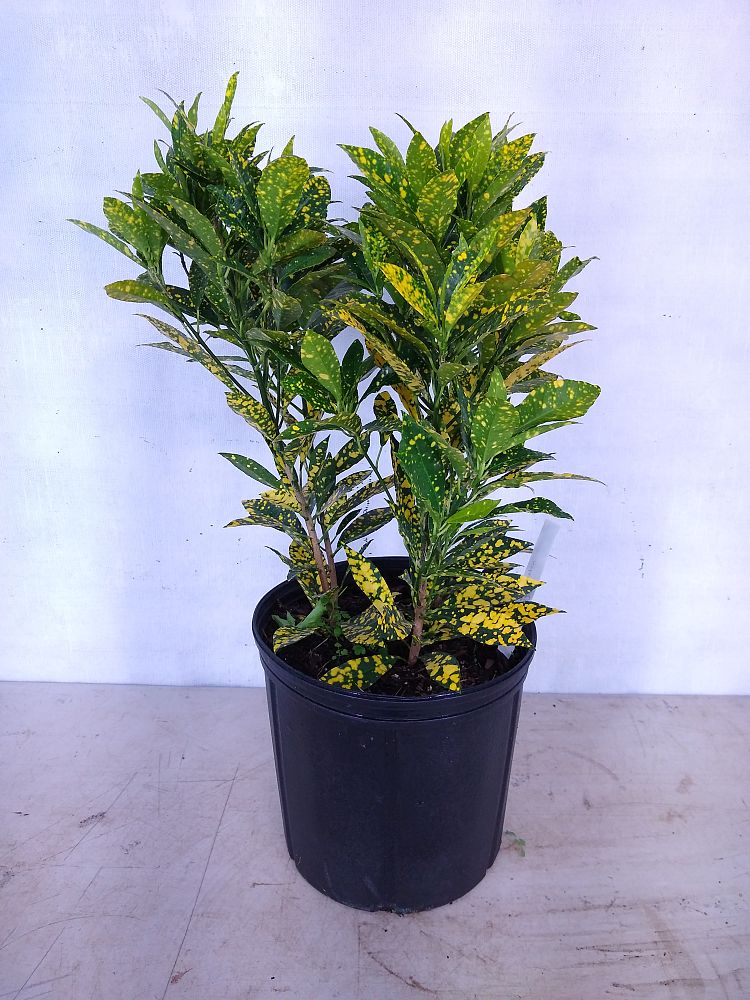 Buy Codiaeum variegatum 'Gold Dust', Croton | Free Shipping over $100