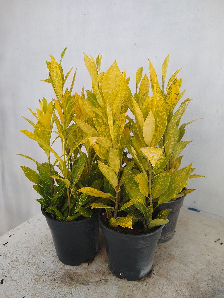 Buy Codiaeum variegatum 'Gold Dust', Croton | Free Shipping over $100