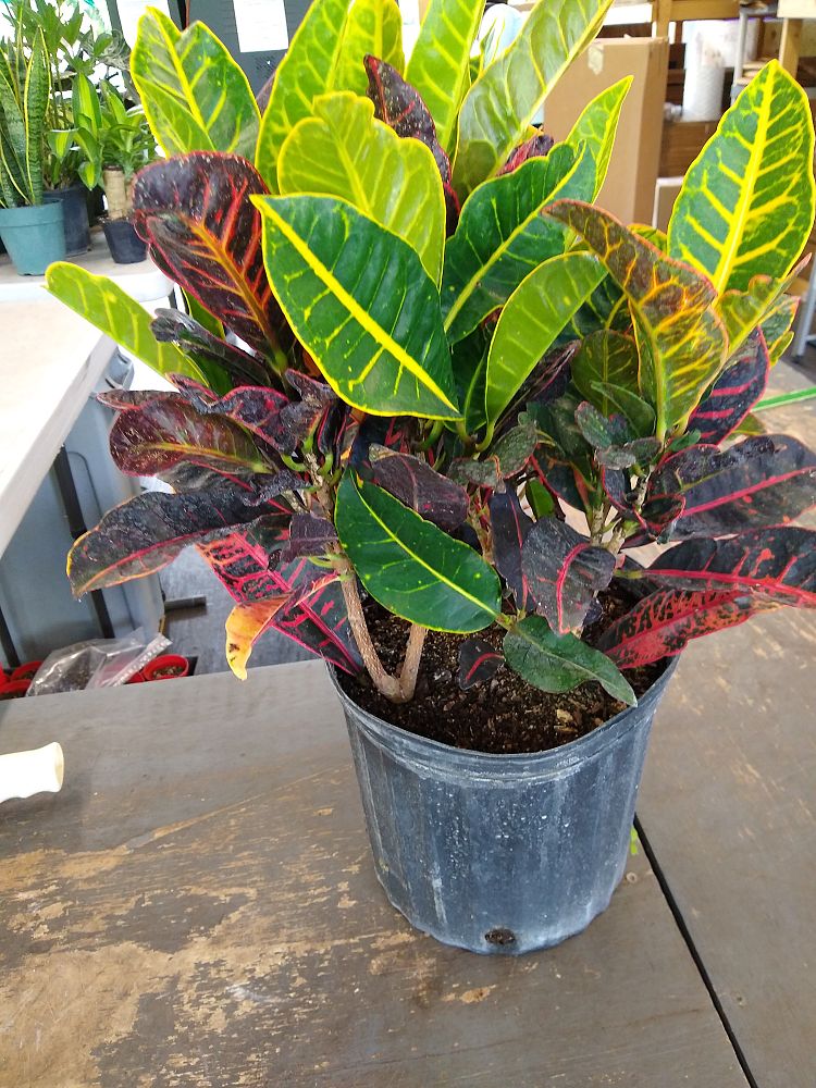 Buy Codiaeum variegatum 'Petra', Croton | Free Shipping over $100