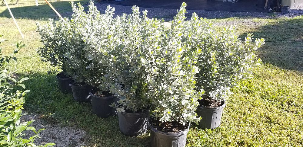 Buy Conocarpus erectus 'Sericeus', Silver Buttonwood | Free Shipping ...