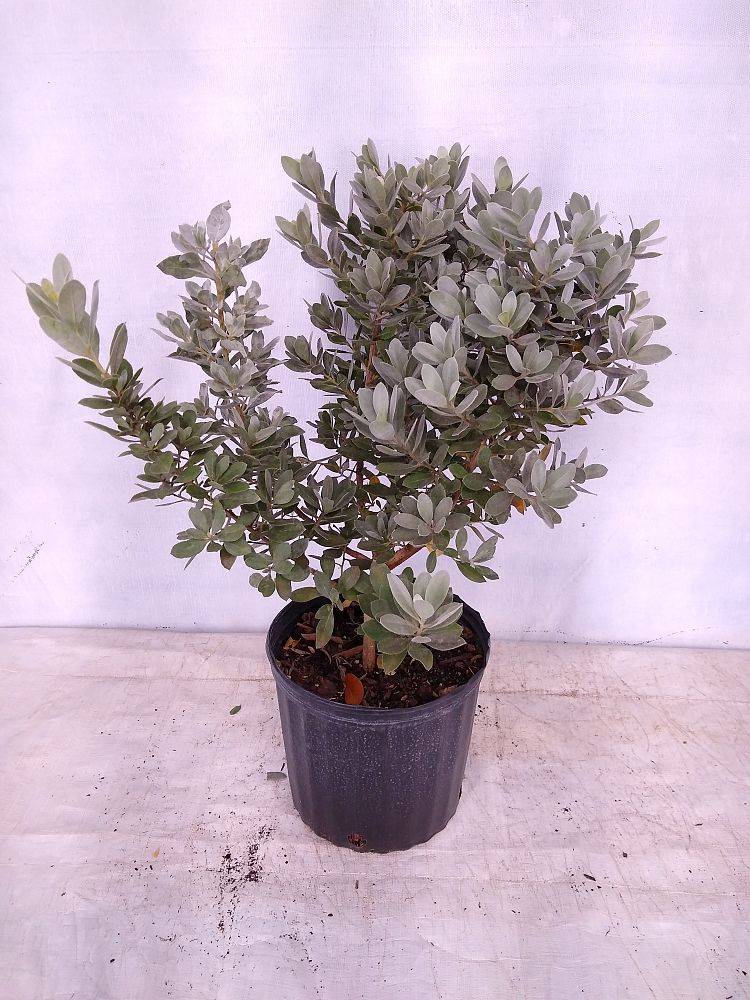 Buy Conocarpus erectus 'Sericeus', Silver Buttonwood | Free Shipping ...