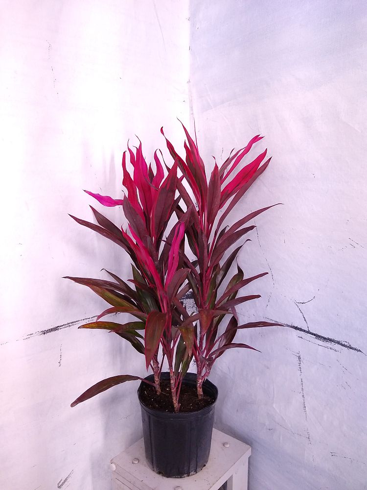 Buy Cordyline australis 'Red Sensation', Cabbage Tree | Free Shipping ...