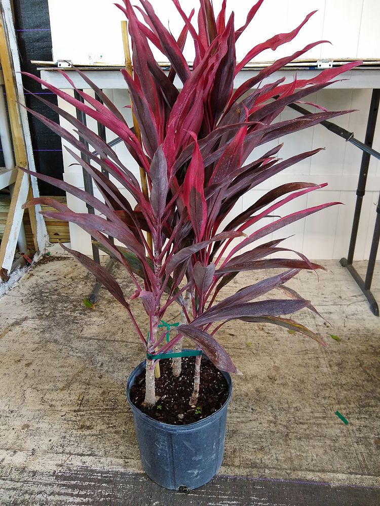 Buy Cordyline australis 'Red Sensation', Cabbage Tree | Free Shipping ...