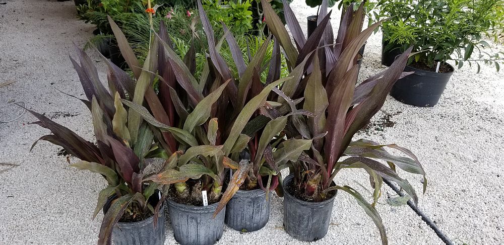 Crinum augustum 'Queen Emma', Crinum Lily 'Queen Emma' | PlantVine