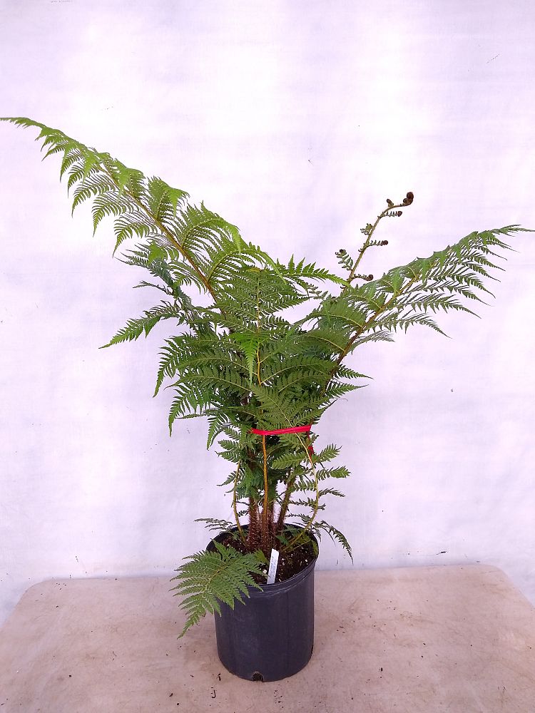 Buy Cyathea cooperi, Australian Tree Fern | Free Shipping over $100
