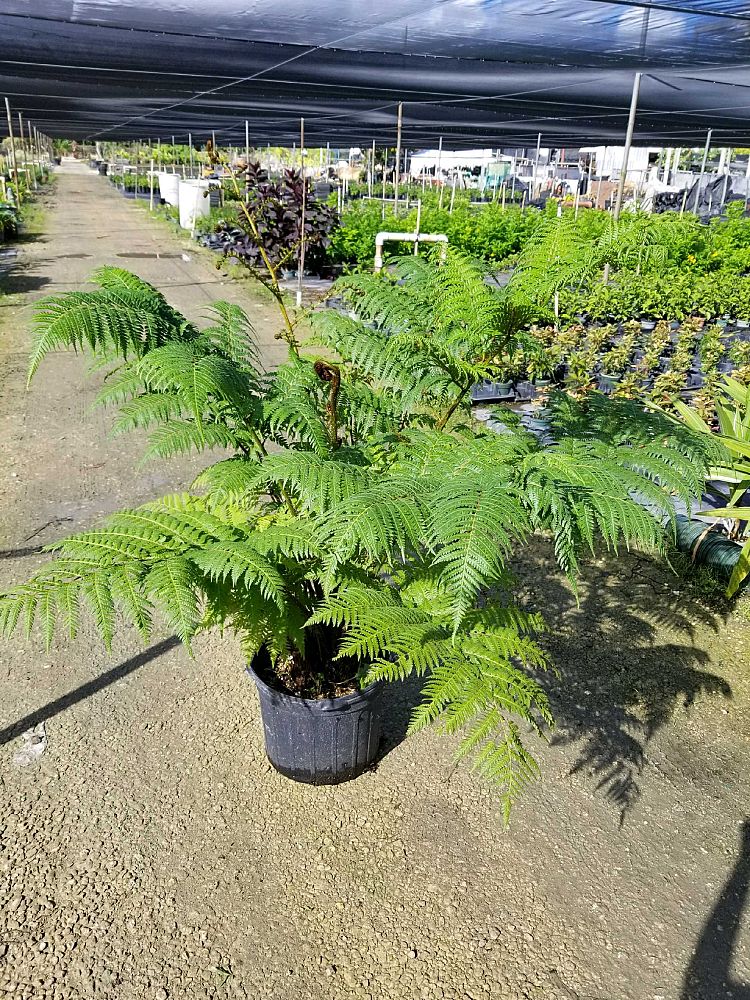 Buy Gardenia jasminoides 'Aimee Yashioka', Cape Jasmine, Gandharaj ...