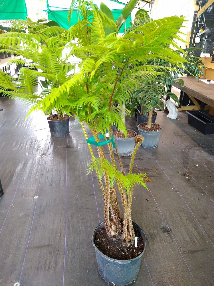 Buy Cyathea cooperi, Australian Tree Fern | Free Shipping over $100