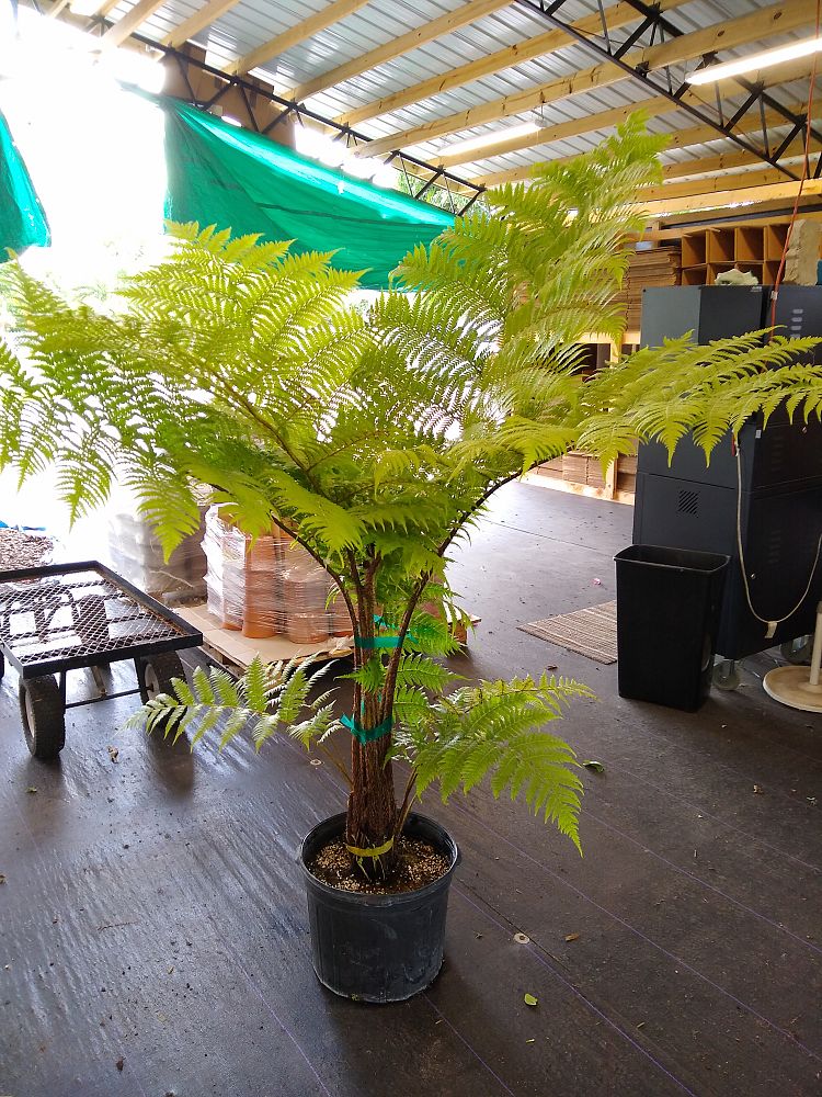 Buy Cyathea cooperi, Australian Tree Fern | Free Shipping over $100