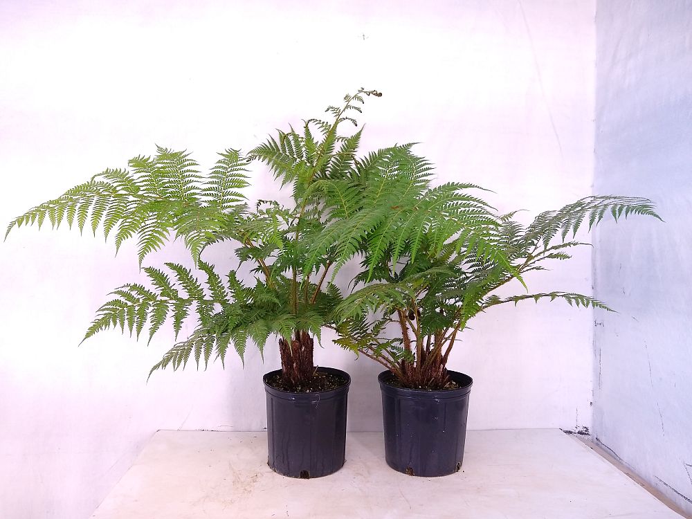 Buy Cyathea cooperi, Australian Tree Fern | Free Shipping over $100