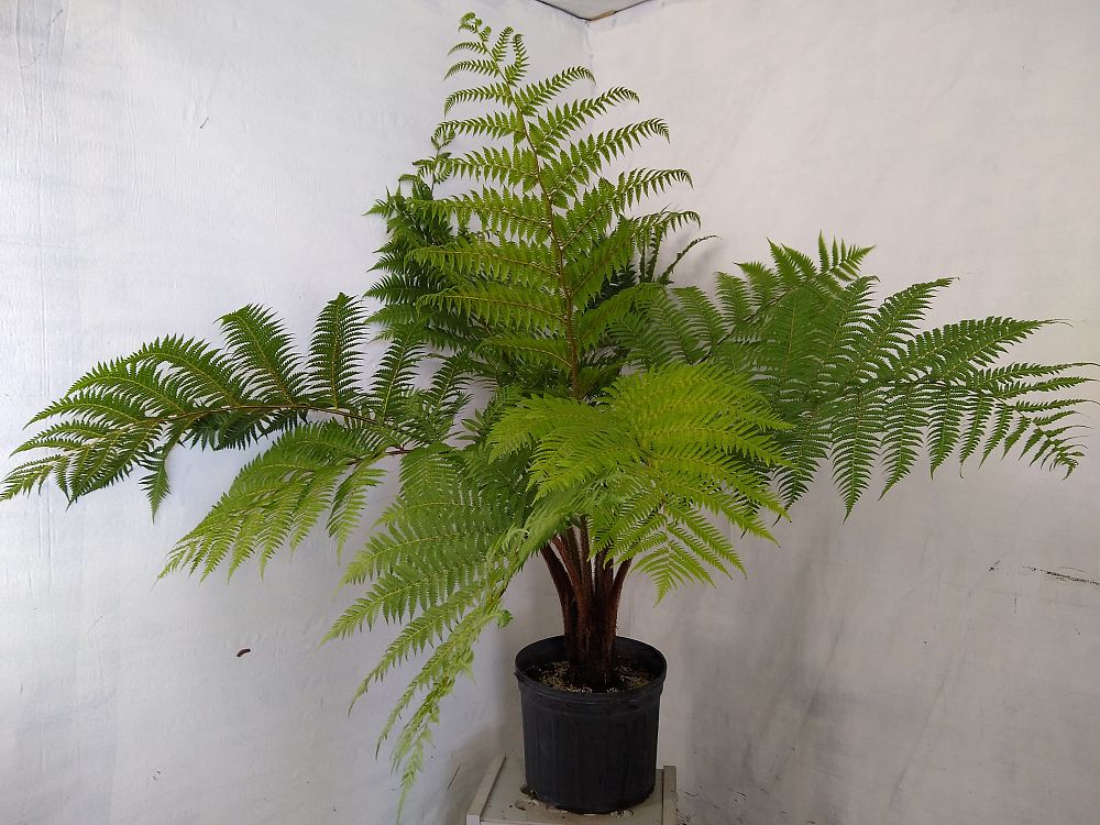 Buy Cyathea cooperi, Australian Tree Fern | Free Shipping over $100