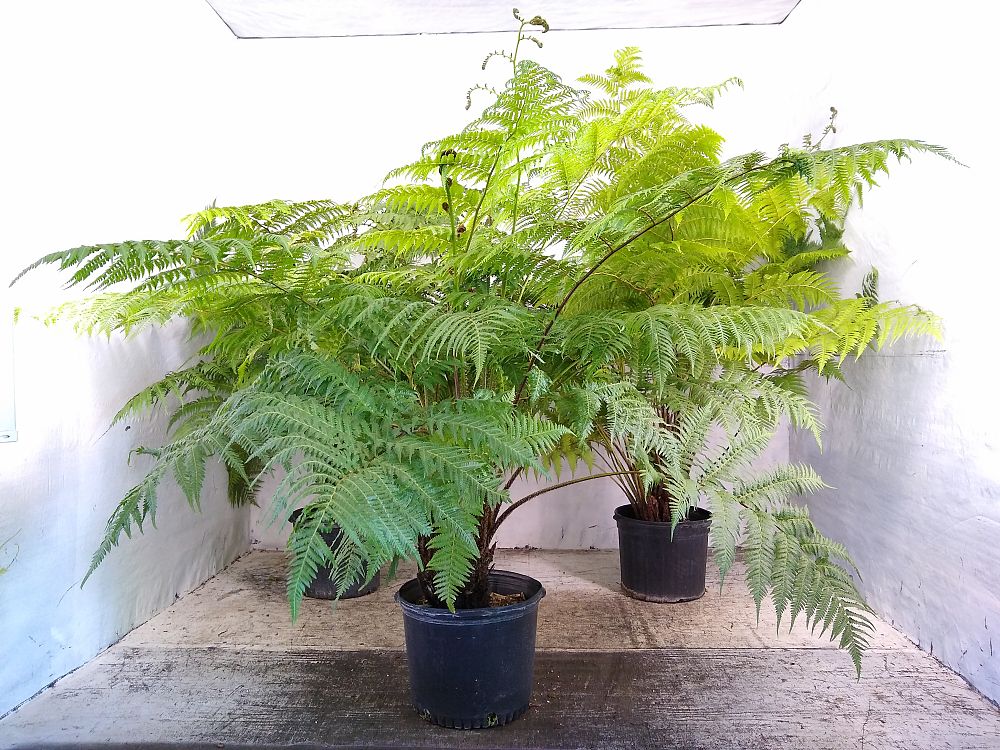 Buy Cyathea cooperi, Australian Tree Fern | Free Shipping over $100