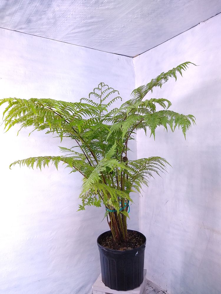 Buy Cyathea cooperi, Australian Tree Fern | Free Shipping over $100