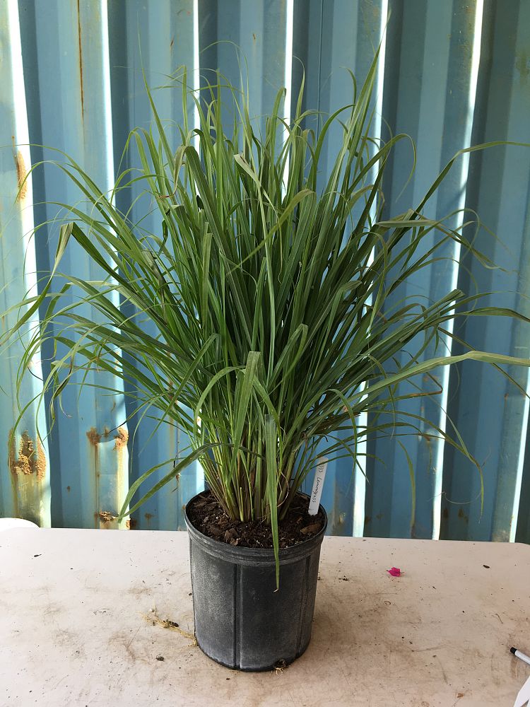 Cymbopogon citratus, Lemongrass | PlantVine