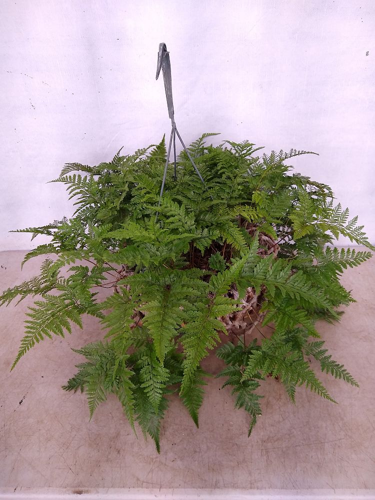 Buy Davallia fejeensis, Rabbit's Foot Fern | Free Shipping over $100