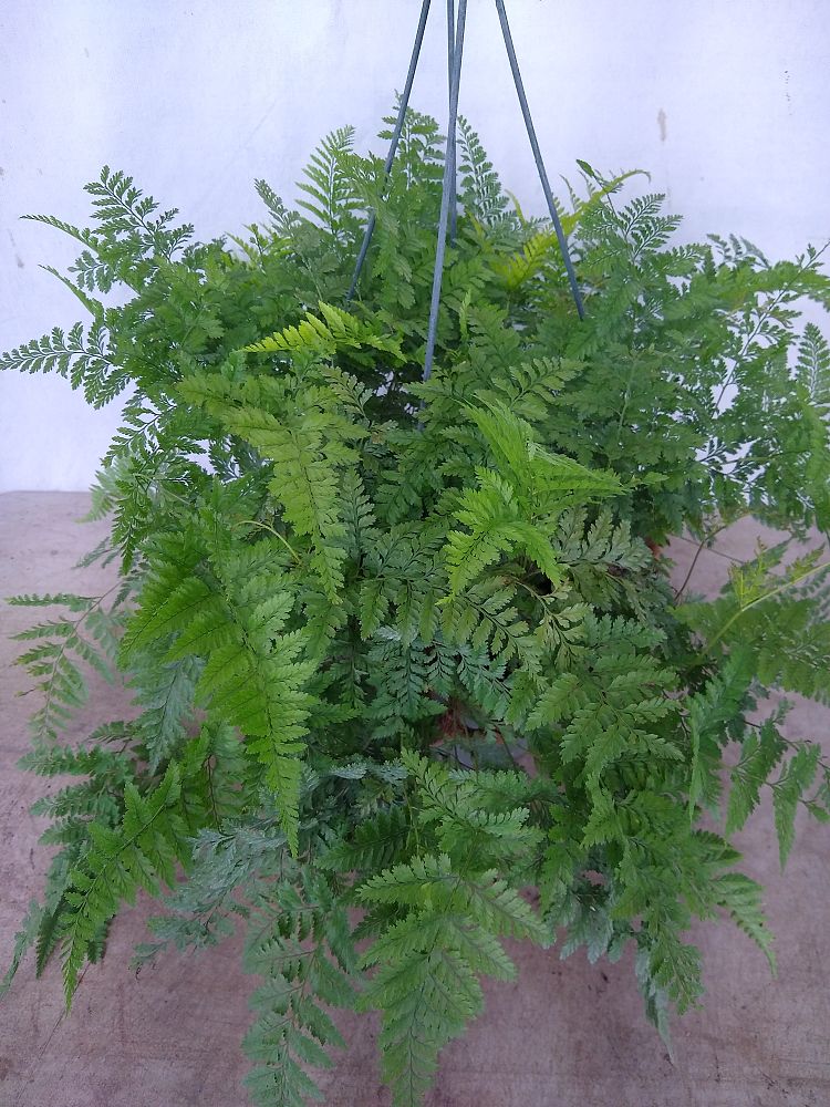 Buy Davallia fejeensis, Rabbit's Foot Fern | Free Shipping over $100