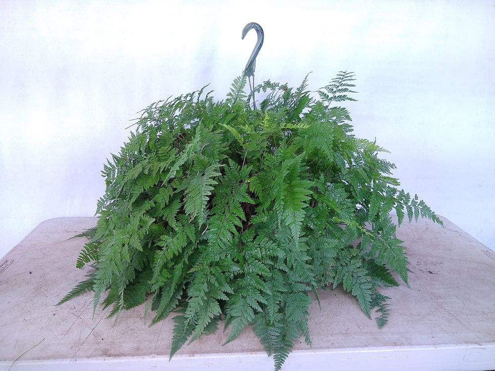 Buy Davallia fejeensis, Rabbit's Foot Fern | Free Shipping over $100