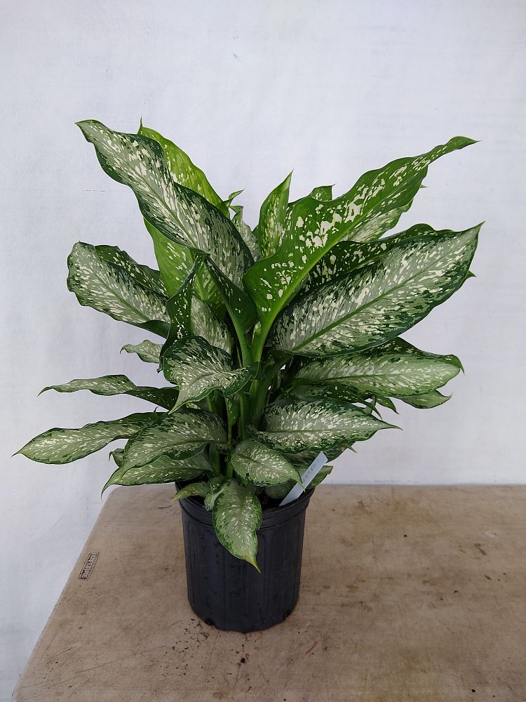 Buy Dieffenbachia 'Tiki', Dumb Cane | Free Shipping over $100
