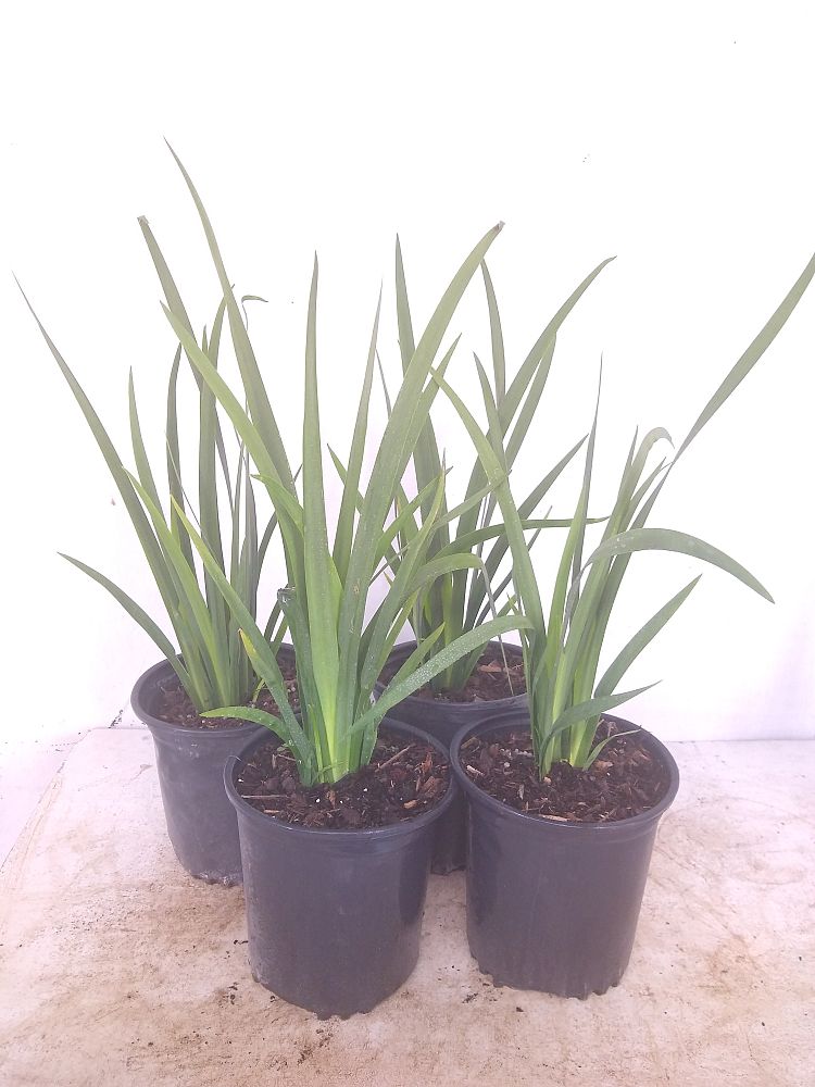 Buy Dietes iridioides, African Iris, Fortnight lily | Free Shipping ...