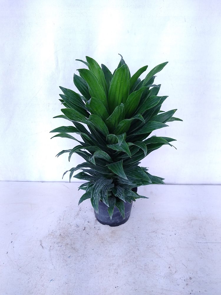 Buy Dracaena Fragrans 'Janet Craig Compacta', Dracaena deremensis ...