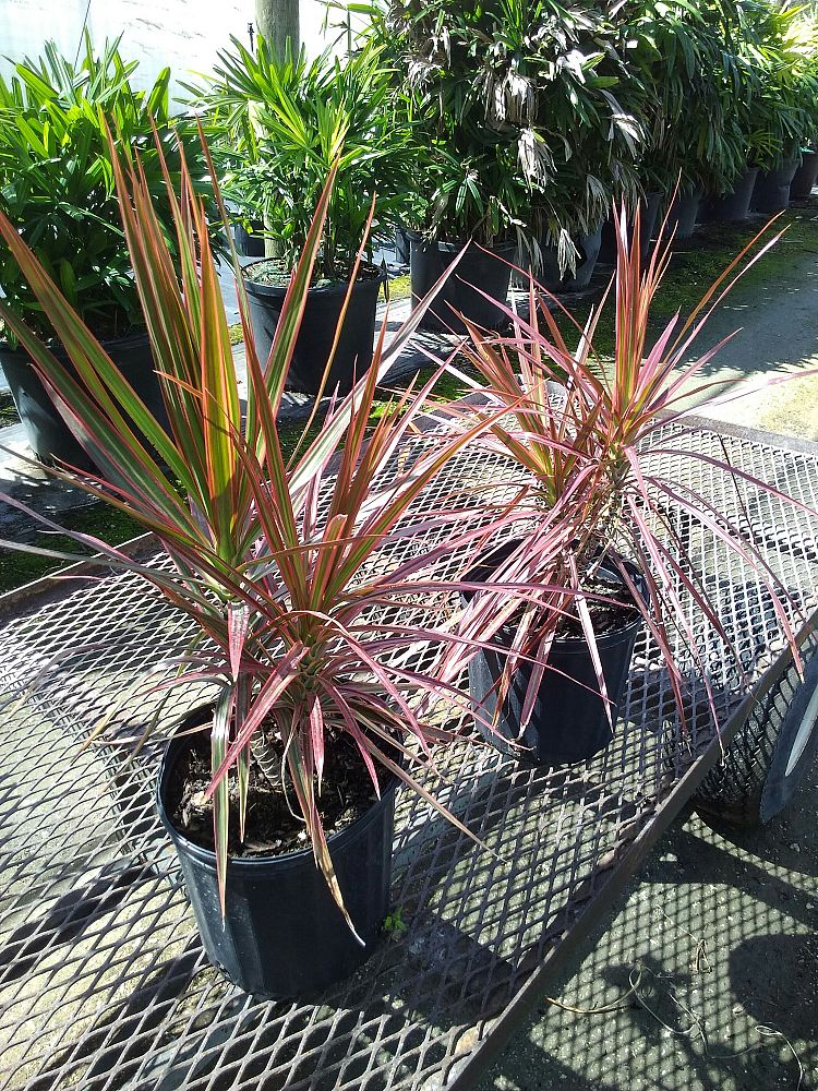 Buy Dracaena marginata 'Colorama', Madagascar Dragon Tree | Free ...