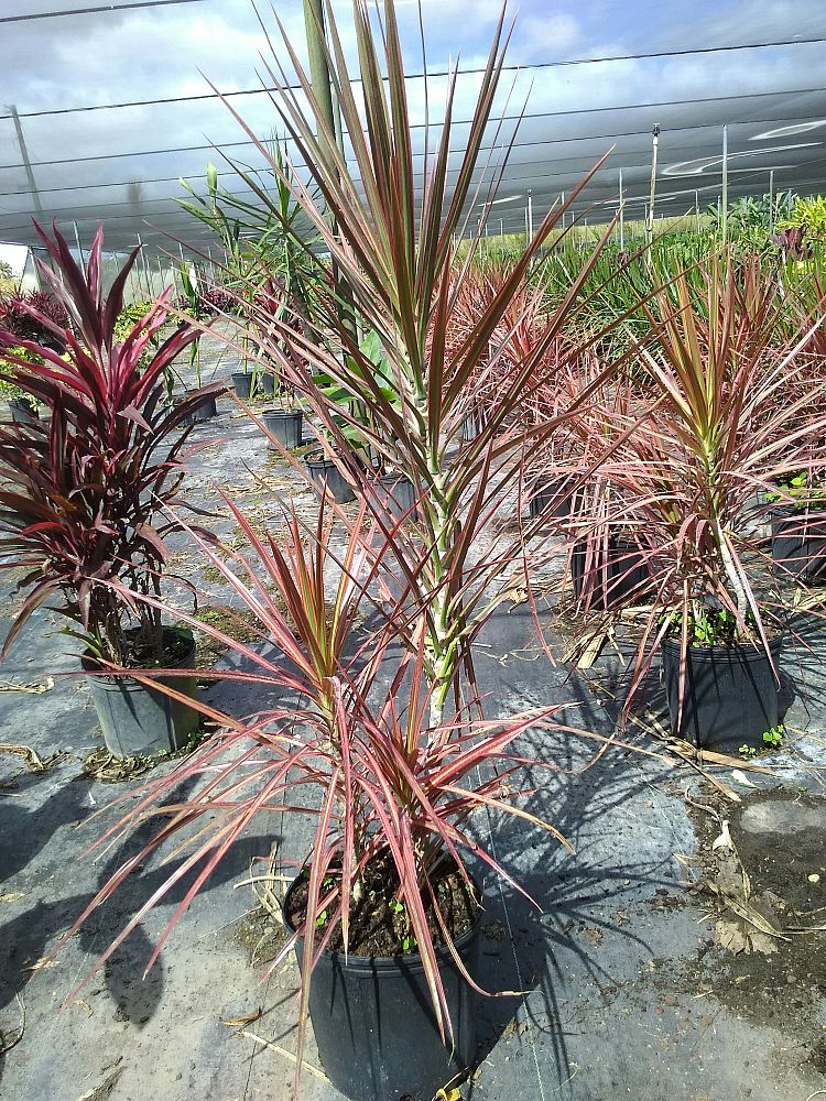 Buy Dracaena marginata 'Colorama', Madagascar Dragon Tree | Free ...
