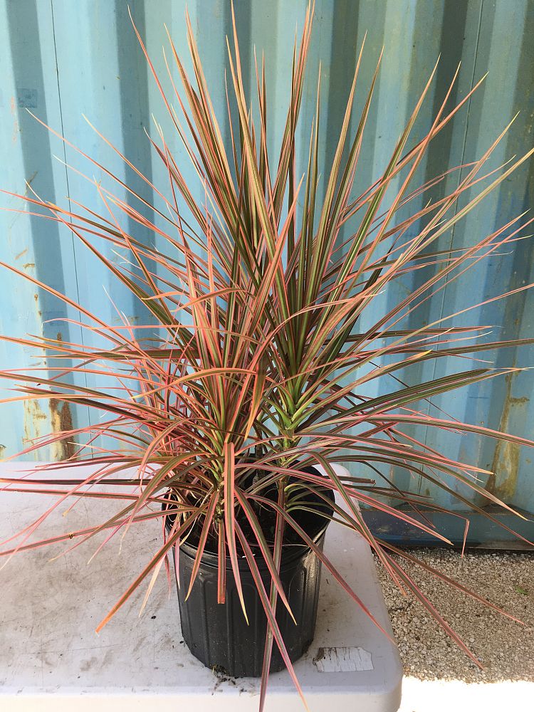 Buy Dracaena marginata 'Colorama', Madagascar Dragon Tree | Free ...