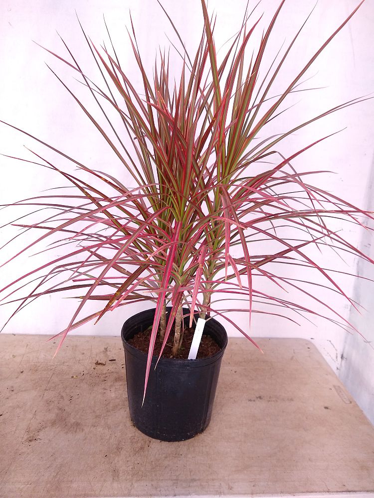 Buy Dracaena marginata 'Colorama', Madagascar Dragon Tree | Free ...