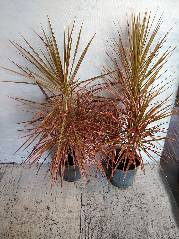 Buy Dracaena marginata 'Colorama', Madagascar Dragon Tree | Free ...