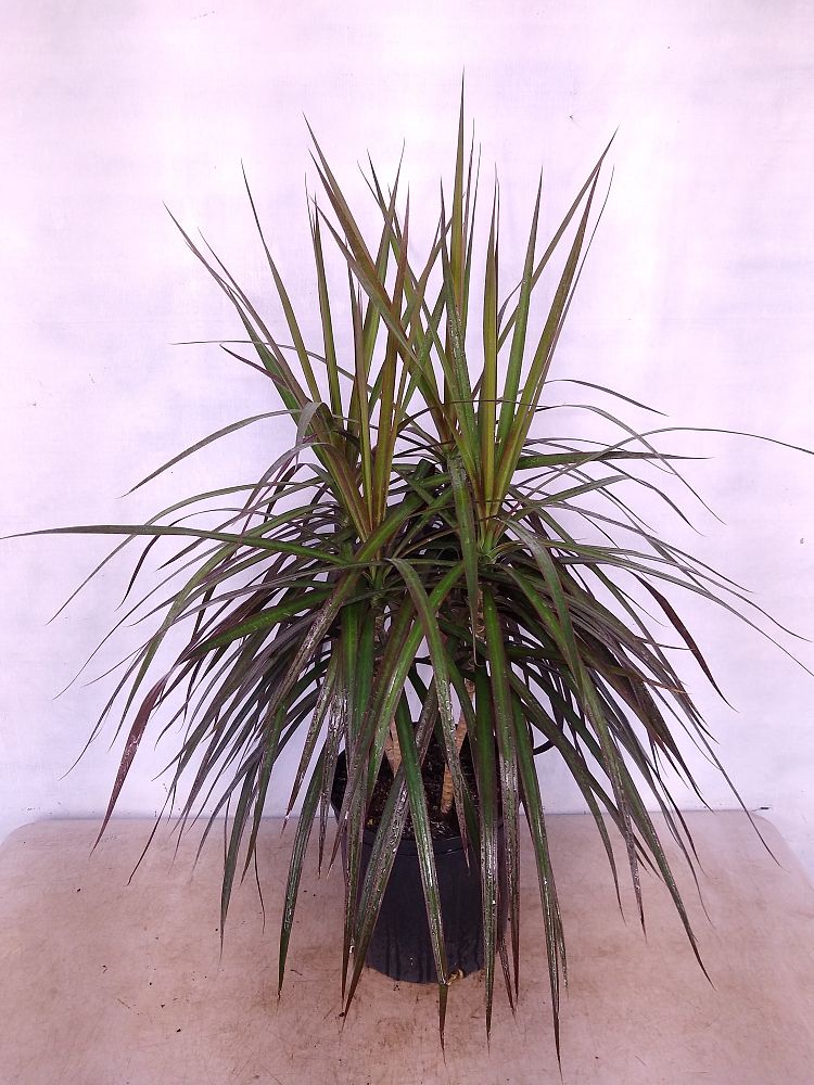 Buy Dracaena marginata 'Magenta', Madagascar Dragon Tree | Free ...