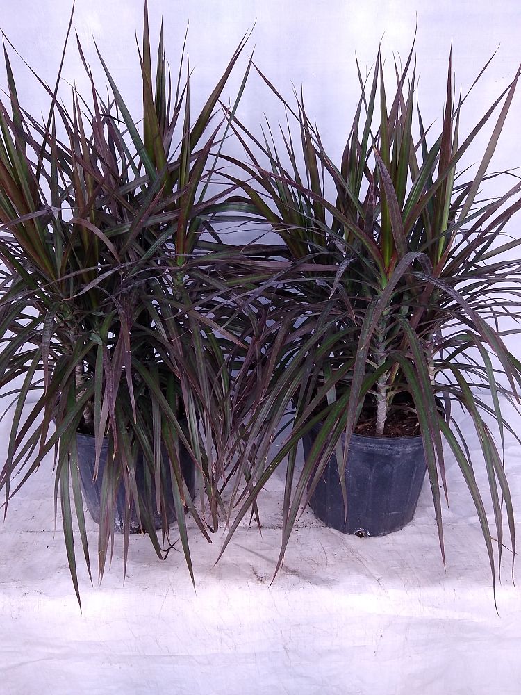 Buy Dracaena marginata 'Magenta', Madagascar Dragon Tree | Free ...