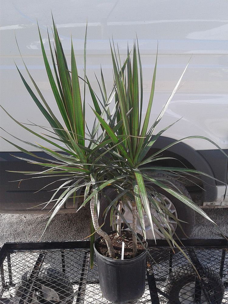 Buy Dracaena marginata 'Magenta', Madagascar Dragon Tree | Free ...