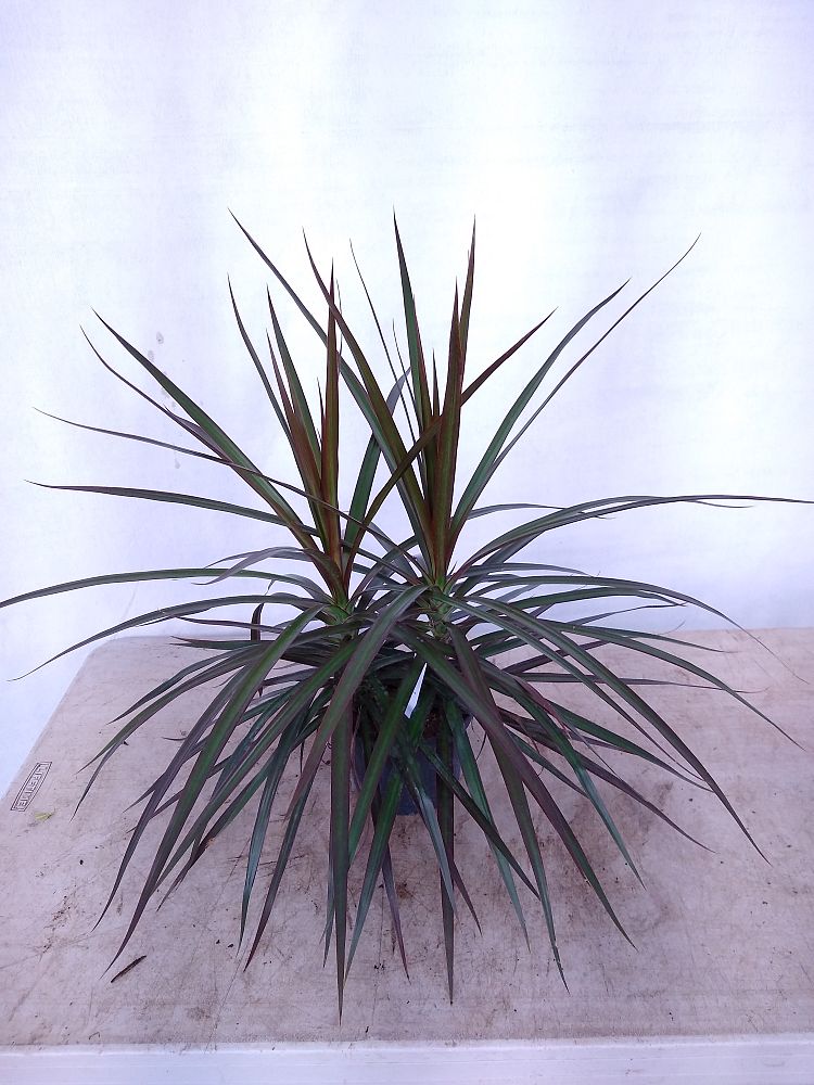 Buy Dracaena marginata 'Magenta', Madagascar Dragon Tree | Free ...