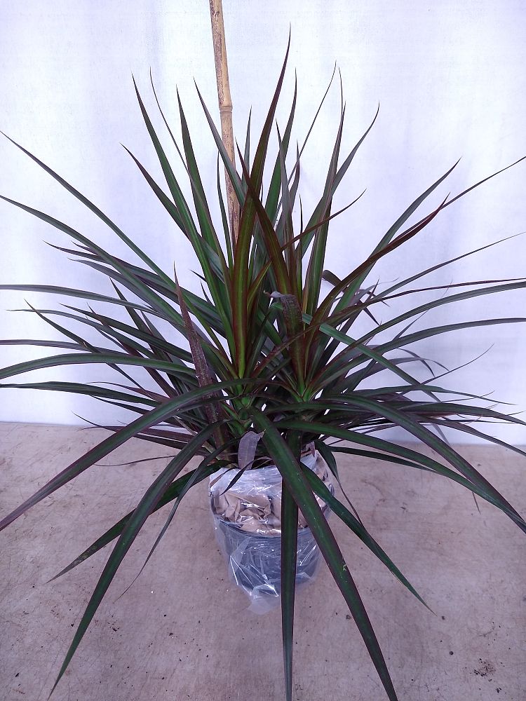 Buy Dracaena marginata 'Magenta', Madagascar Dragon Tree | Free ...