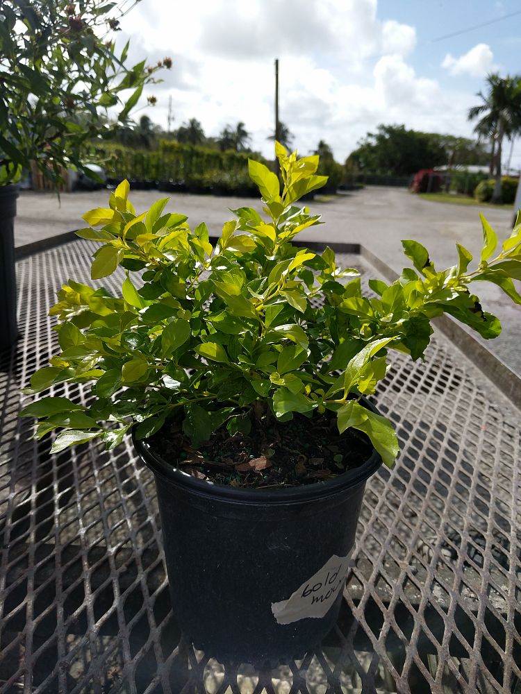 Duranta erecta 'Gold Mound', Golden Dewdrop, Duranta Repens | PlantVine