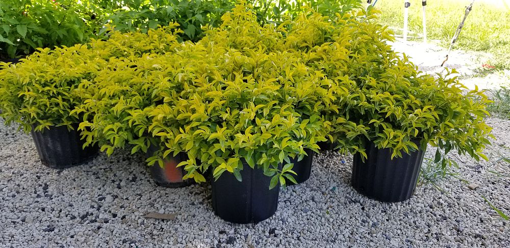 Buy Duranta erecta 'Gold Mound', Golden Dewdrop, Duranta Repens | Free ...