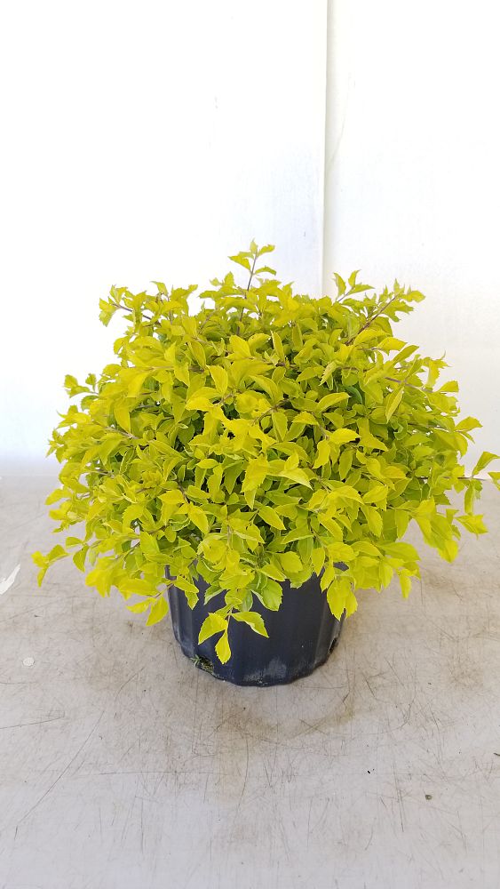 Buy Duranta erecta 'Gold Mound', Golden Dewdrop, Duranta Repens | Free ...