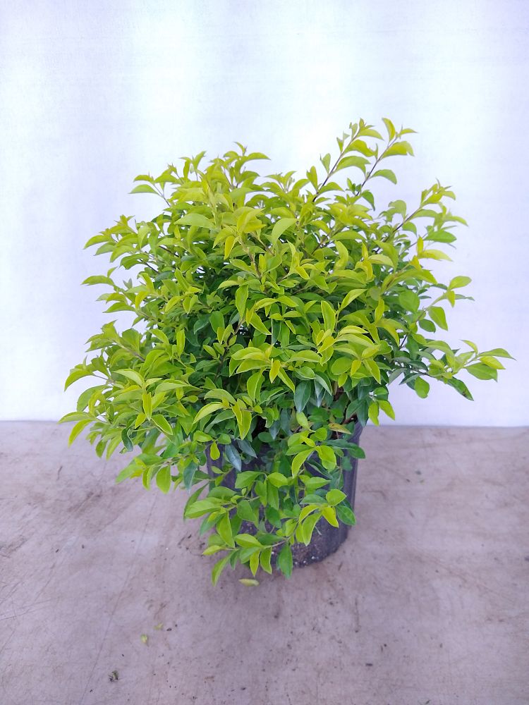Buy Duranta erecta 'Gold Mound', Golden Dewdrop, Duranta Repens | Free ...