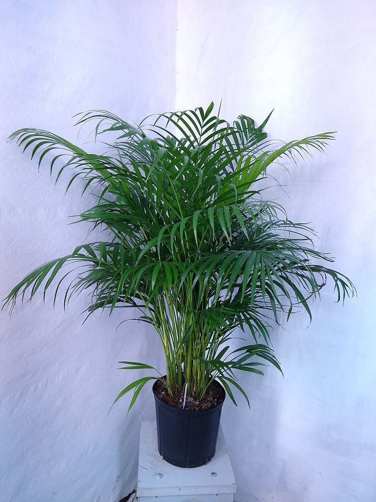 Buy Dypsis lutescens, Areca Palm | Free Shipping over $100