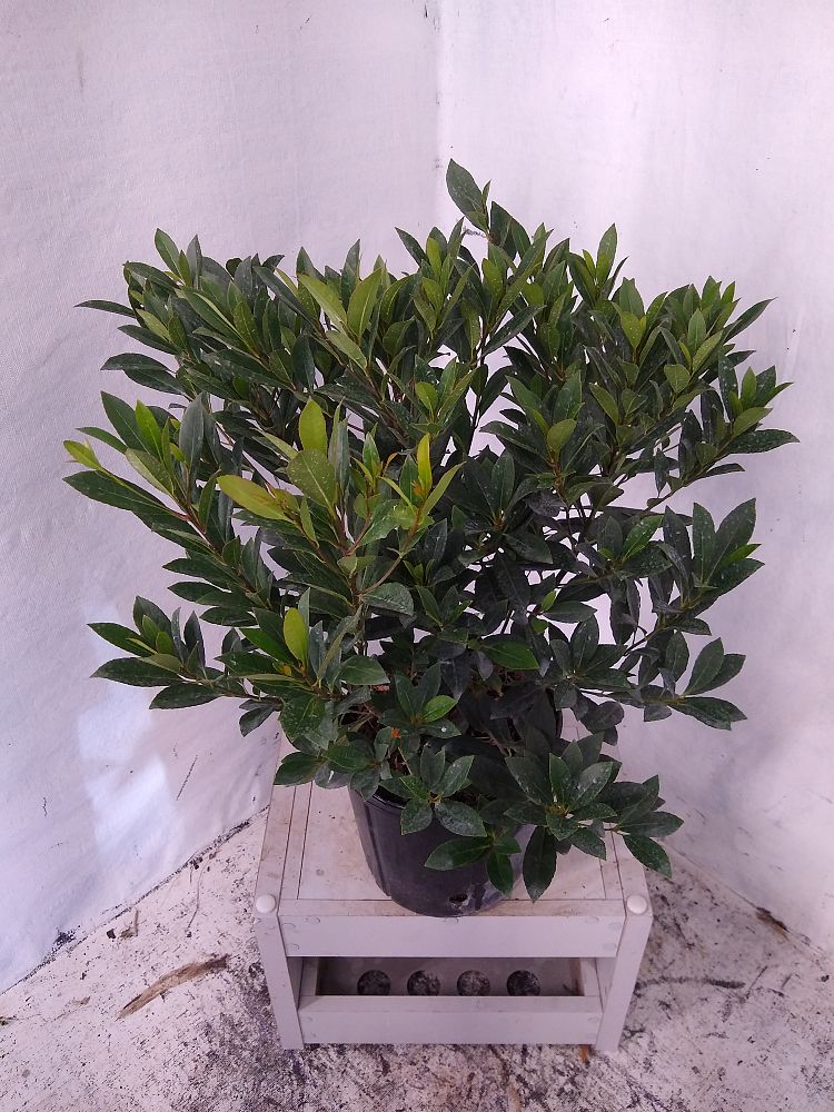 Buy Elaeocarpus decipiens, Japanese Blueberry | Free Shipping over $100