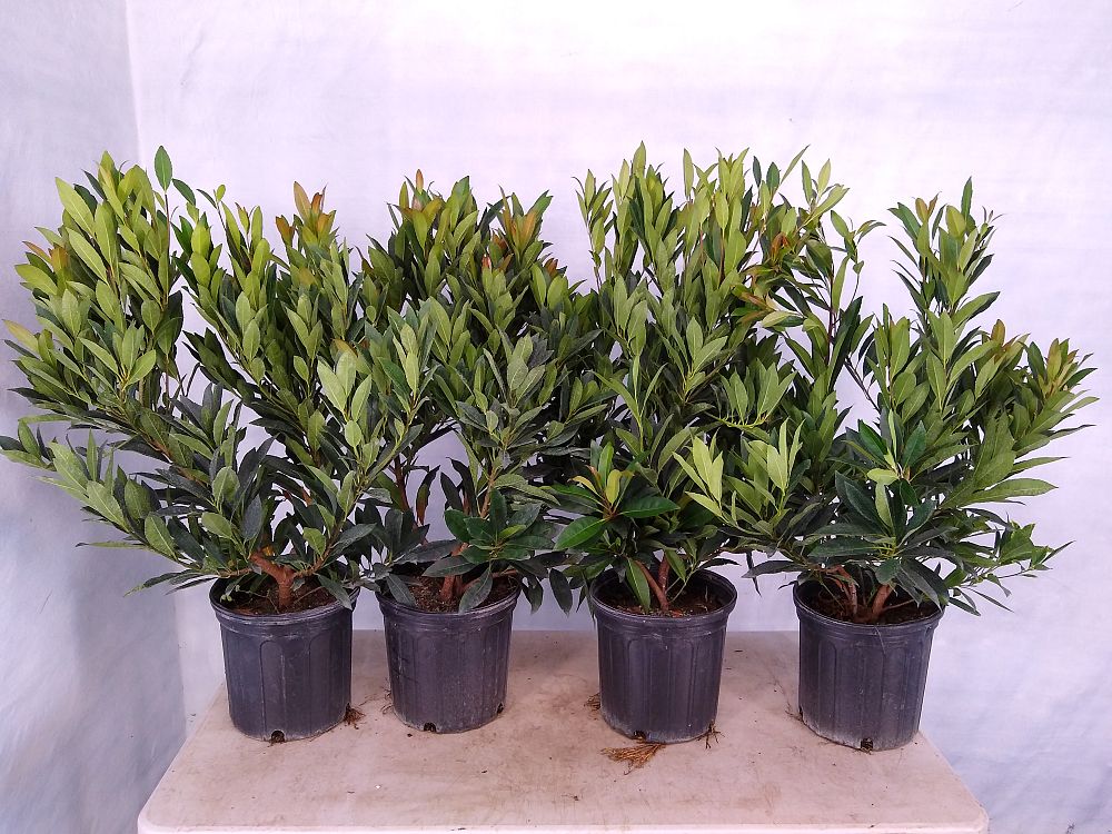 Buy Elaeocarpus decipiens, Japanese Blueberry | Free Shipping over $100