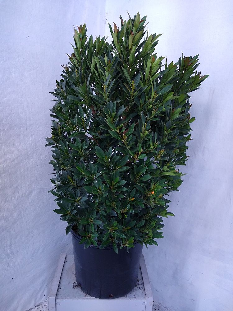 Buy Elaeocarpus decipiens, Japanese Blueberry | Free Shipping over $100