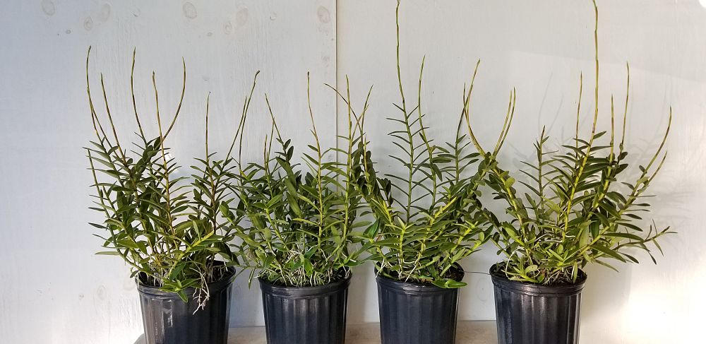 Buy Epidendrum ibaguense, Reed Stem Orchid | Free Shipping over $100