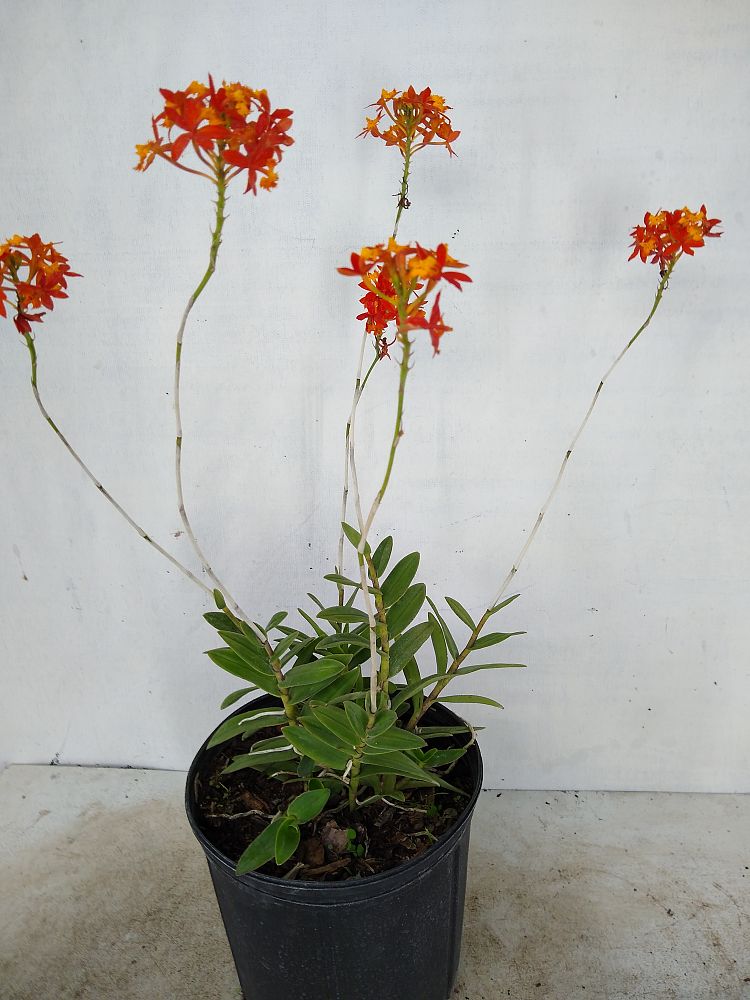Buy Epidendrum ibaguense, Reed Stem Orchid | Free Shipping over $100