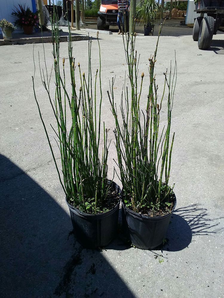 Equisetum hyemale, Horsetail Reed | PlantVine