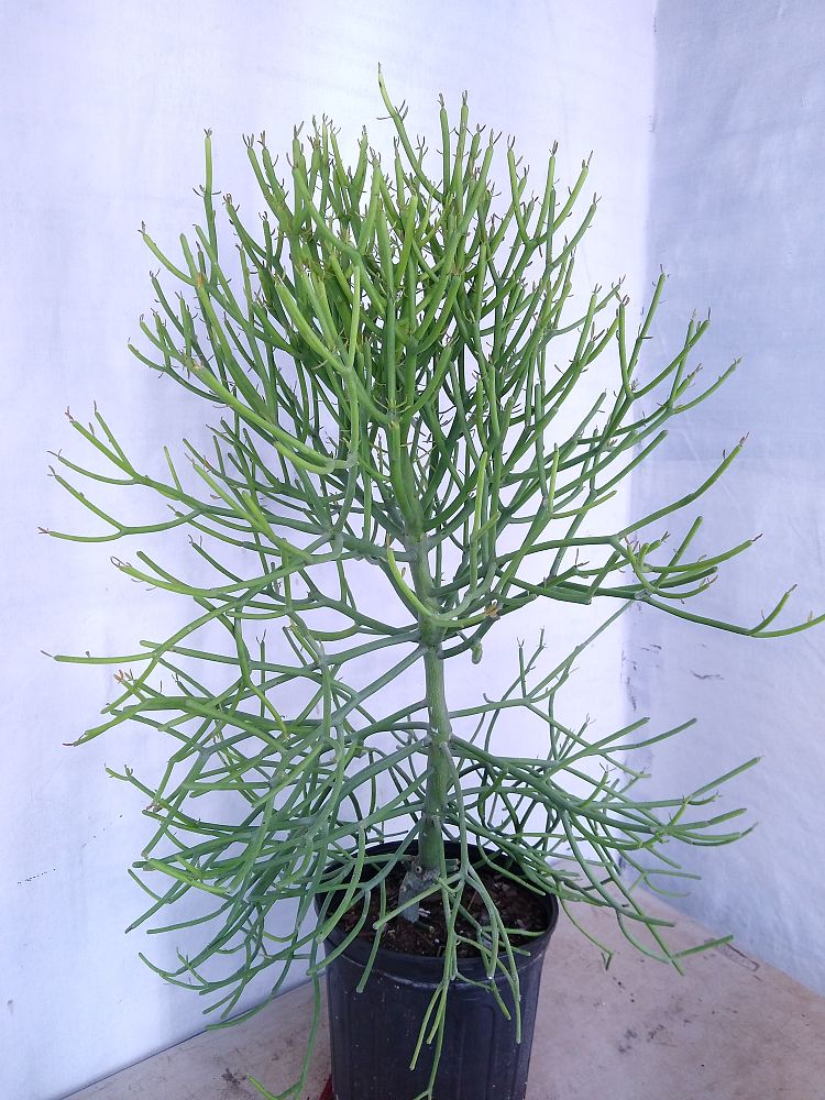 Buy Euphorbia tirucalli, Cactus Pencil Tree | Free Shipping over $100