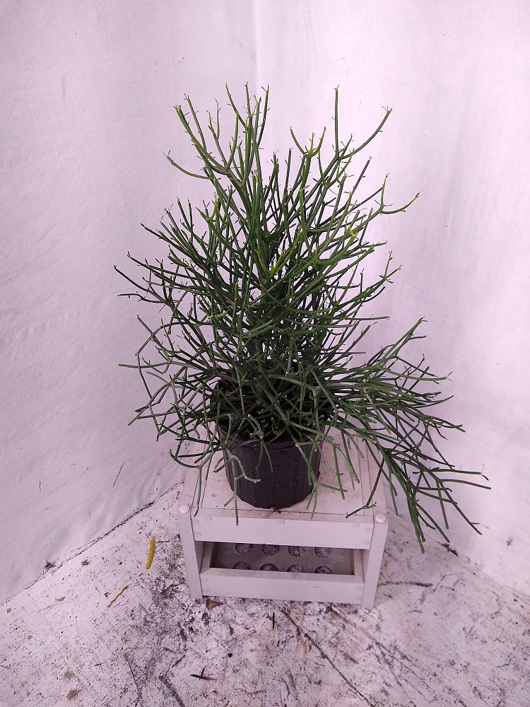 Buy Euphorbia tirucalli, Cactus Pencil Tree | Free Shipping over $100