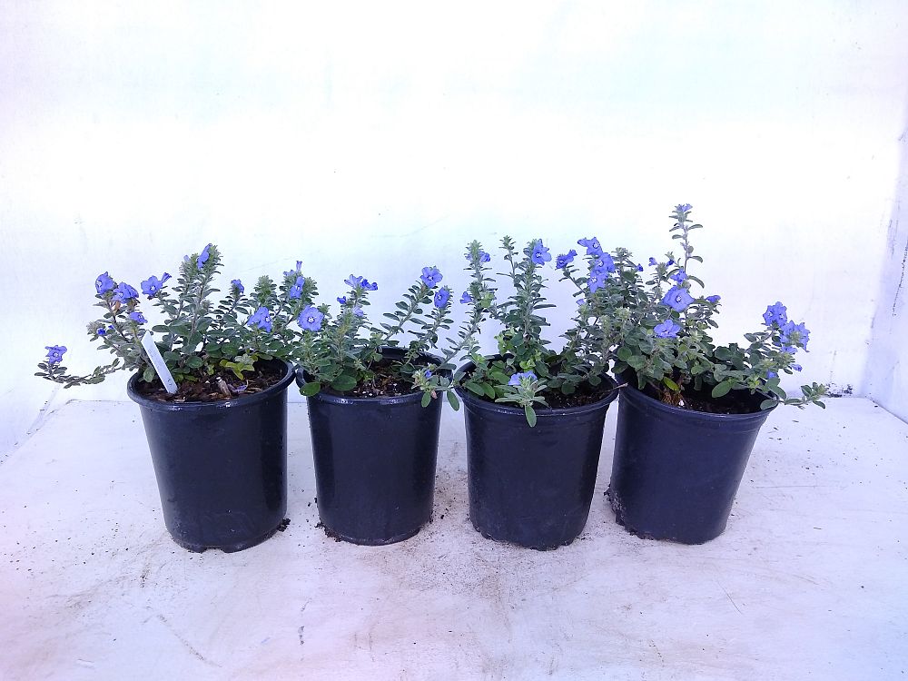 Buy Evolvulus glomeratus, Blue Daze | Free Shipping over $100