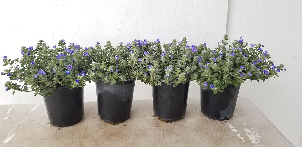 Buy Evolvulus glomeratus, Blue Daze | Free Shipping over $100