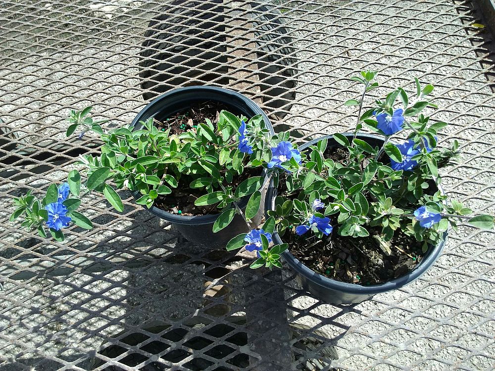 Buy Evolvulus glomeratus, Blue Daze | Free Shipping over $100